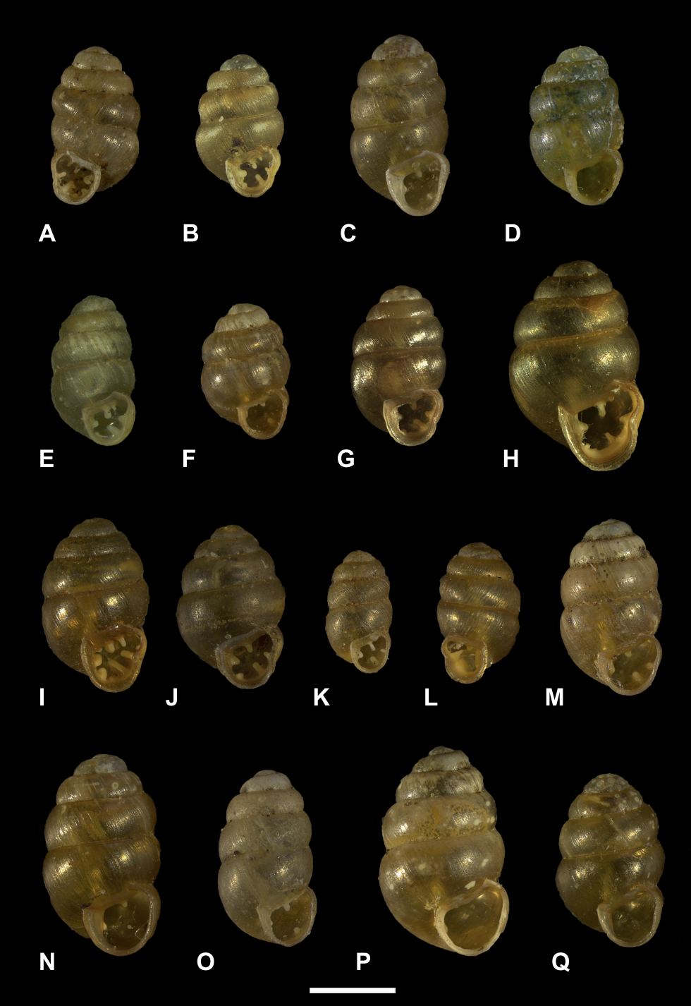 TrAILSID -Training artificial intelligence models for Land Snail ...