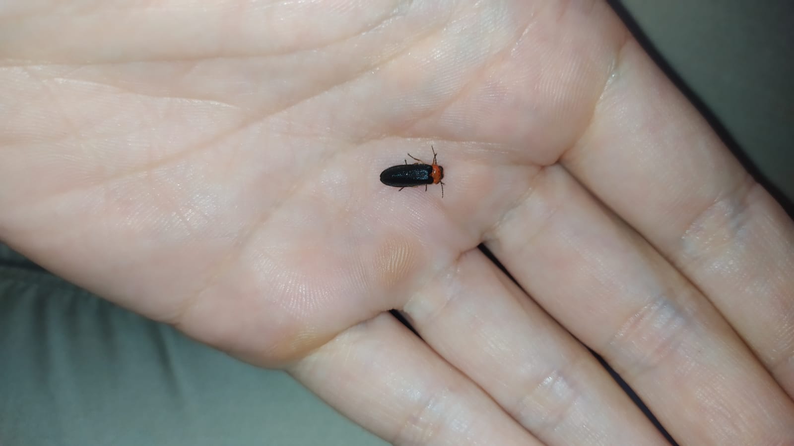 A deep dive into L.U.C.E. – Lighting up the understudied charismatic ...